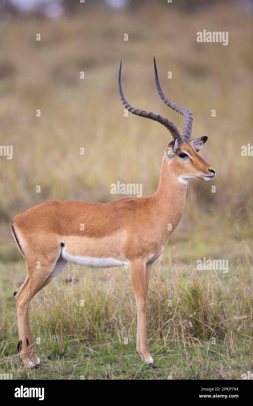 Impala, black heeled antelope, Impalas (Aepyceros melampus), black ...