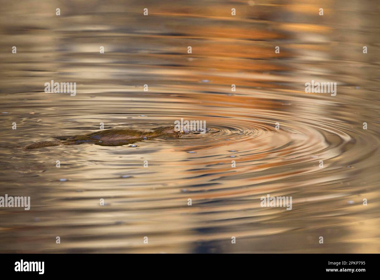 Platypus (Ornithorhynchus anatinus) adult, swimming on river surface ...