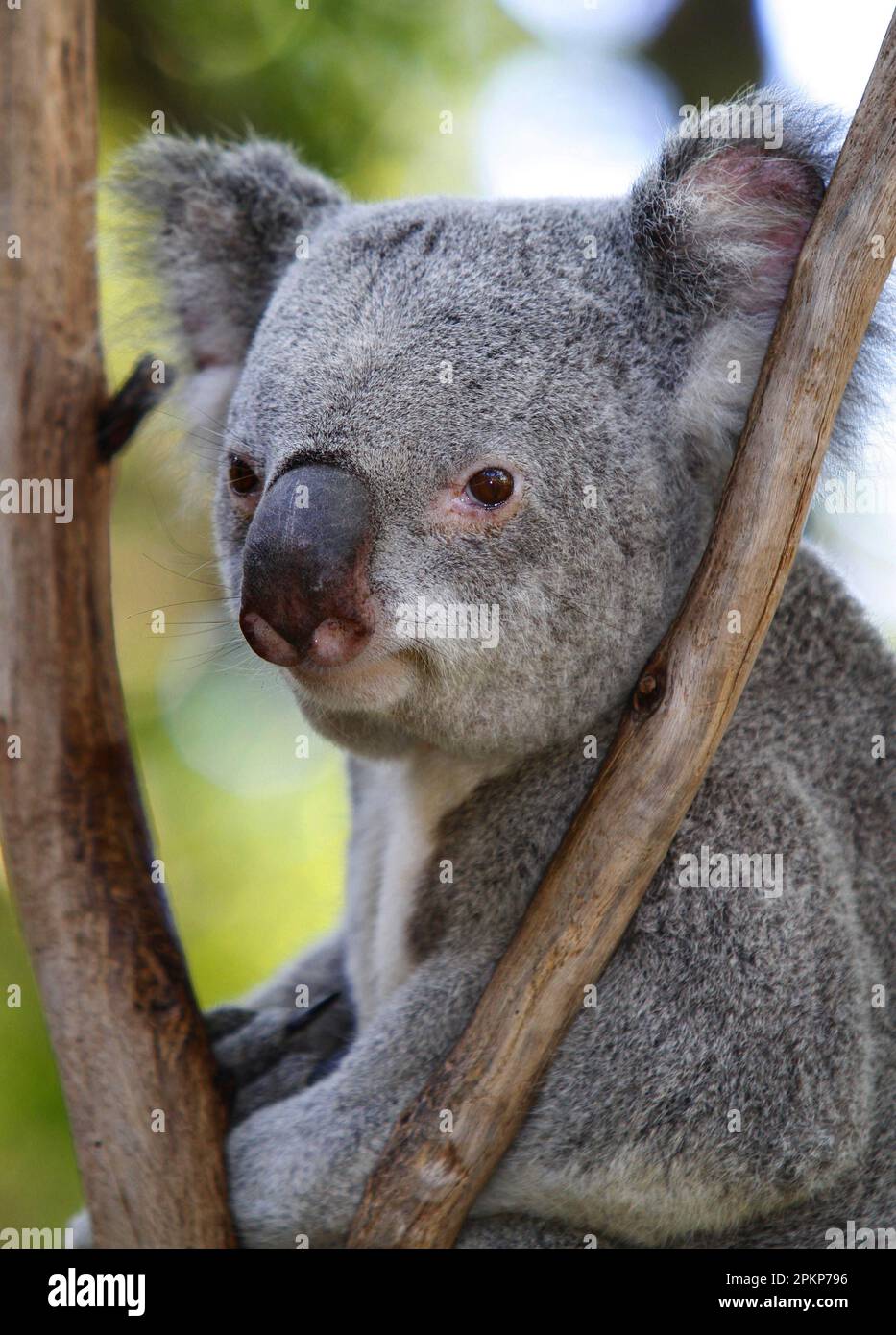 Koala (Phascolarctos cinereus) adult, close-up of head, at rescue ...