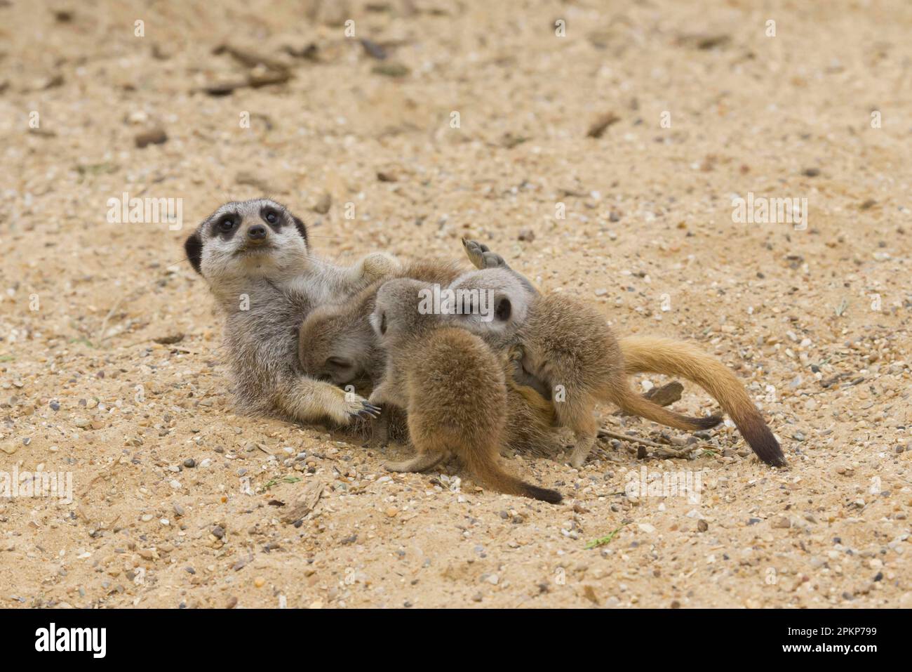 Meerkats (Suricata suricatta) Meerkat, predators, mammals, creeping ...