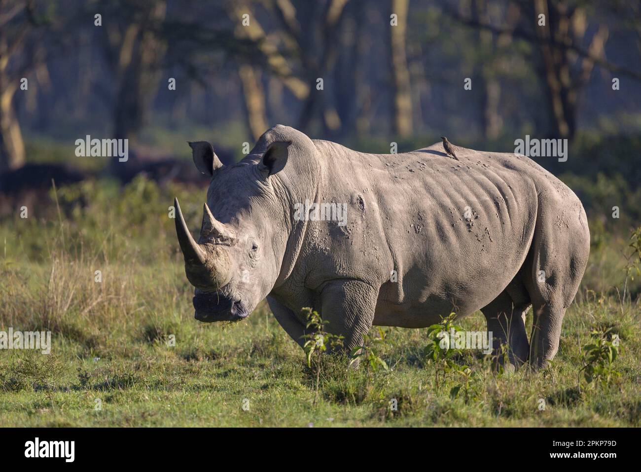 White rhinoceroses (Ceratotherium simum), White Rhinoceros, White ...
