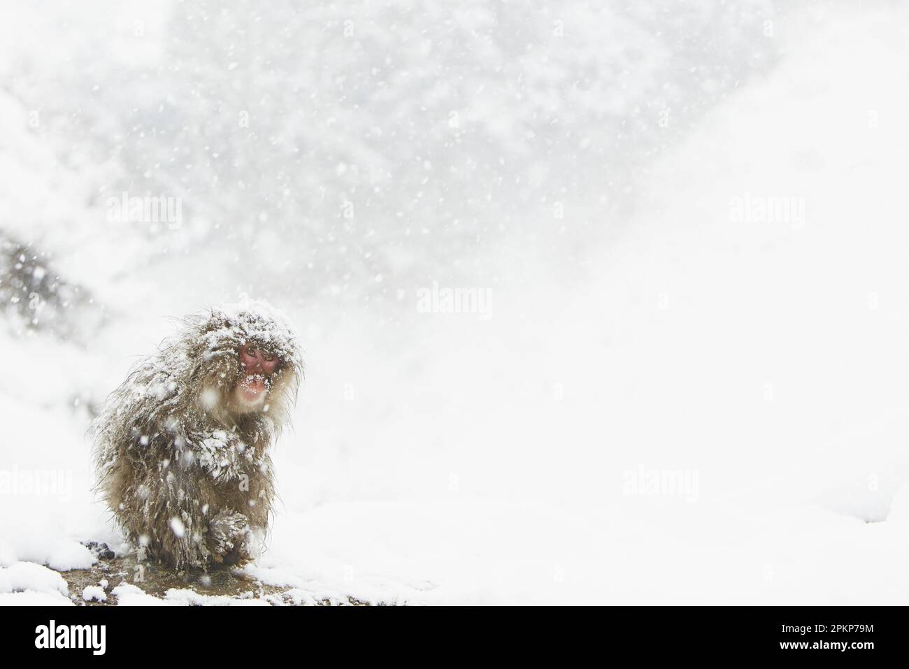 Japanese Macaque (Macaca fuscata) adult, huddled up during heavy ...