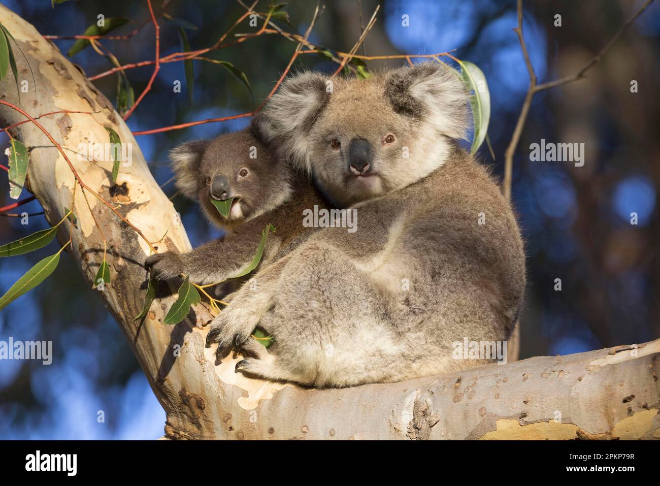 Koala (Phascolarctos cinereus) adult female and juvenile feeding on ...