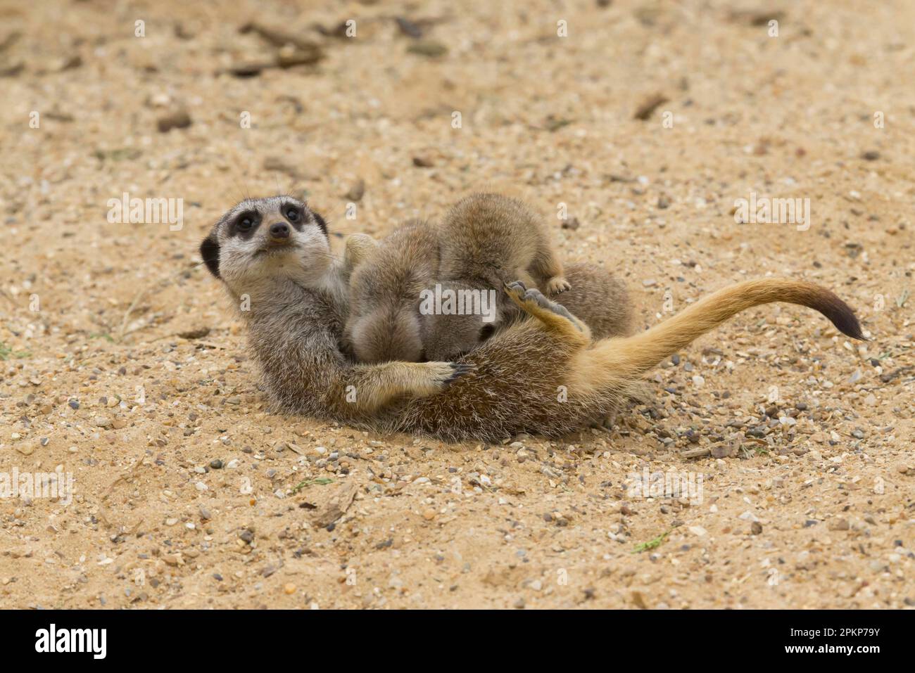 Meerkats (Suricata suricatta) Meerkat, predators, mammals, creeping ...