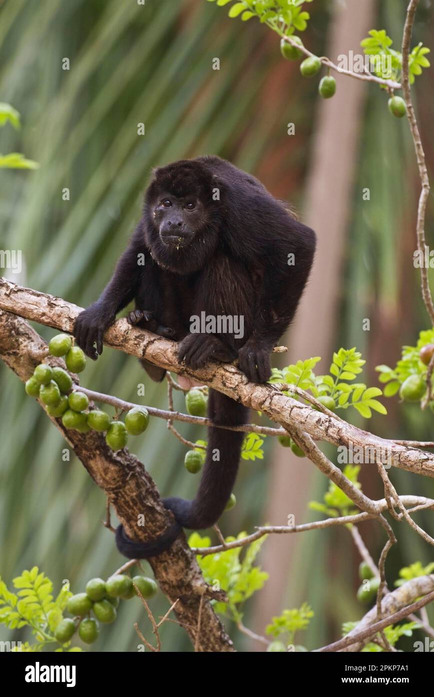 Mantled Howler Monkey (Alouatta palliata) adult male, sitting on branch ...