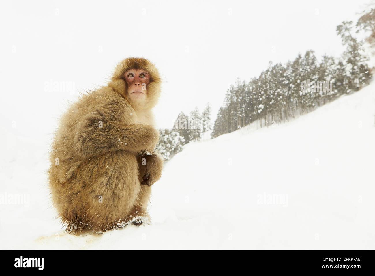 Japanese Macaque (Macaca fuscata) adult, sitting on heavy snow in ...