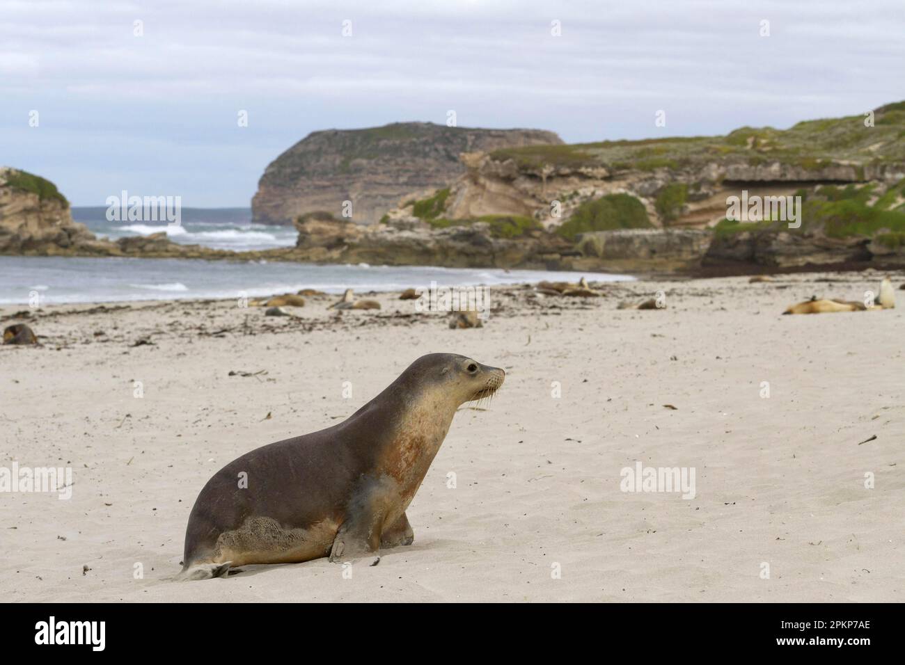 Australian sea lion, Australian sea lions (Neophoca cinerea ...