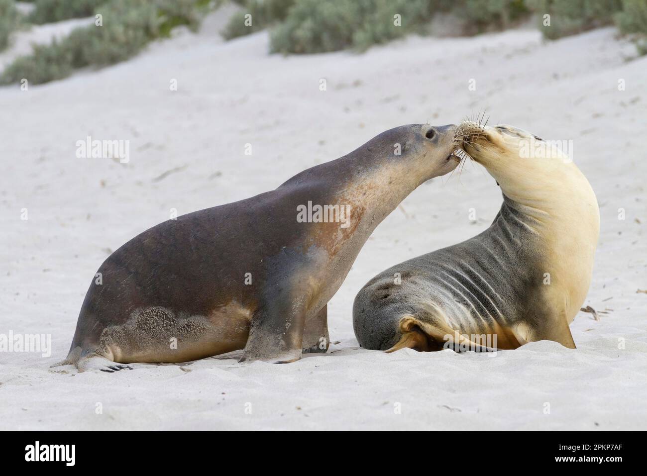 Australian sea lion, Australian sea lions (Neophoca cinerea), marine ...