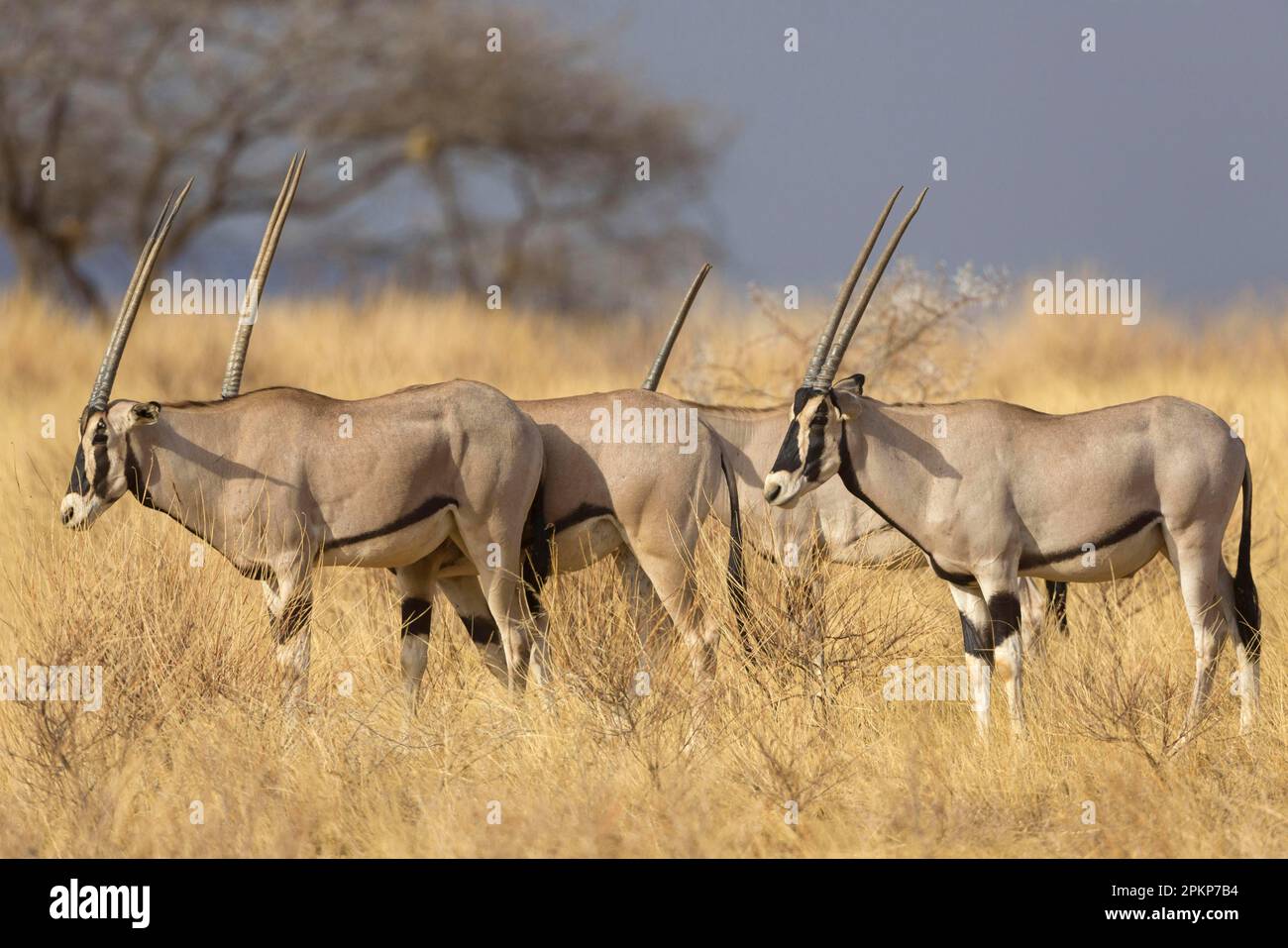 East african oryx (Oryx beisa) four adults, standing in dry savannah ...