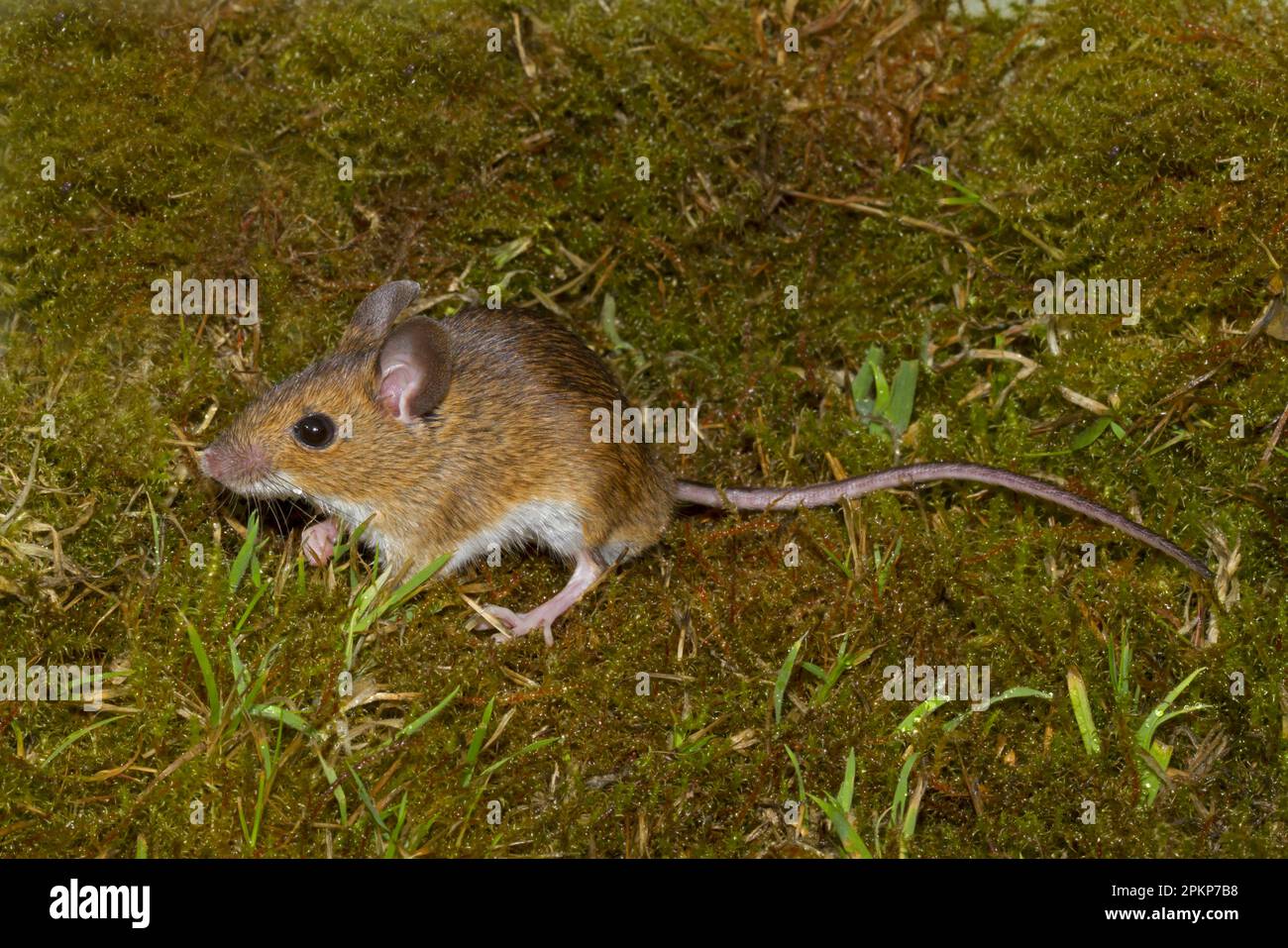 Sylvaemus sylvaticus, Wood mouse (Apodemus sylvaticus), wood mice, Mice, Mouse, Rodents, Mammals ...