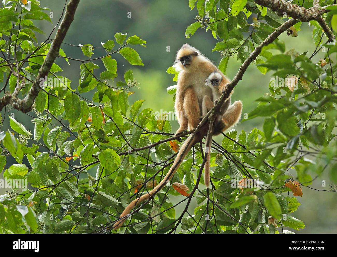Sumatran Surili (Presbytis melalophos) adult female with baby, sitting ...