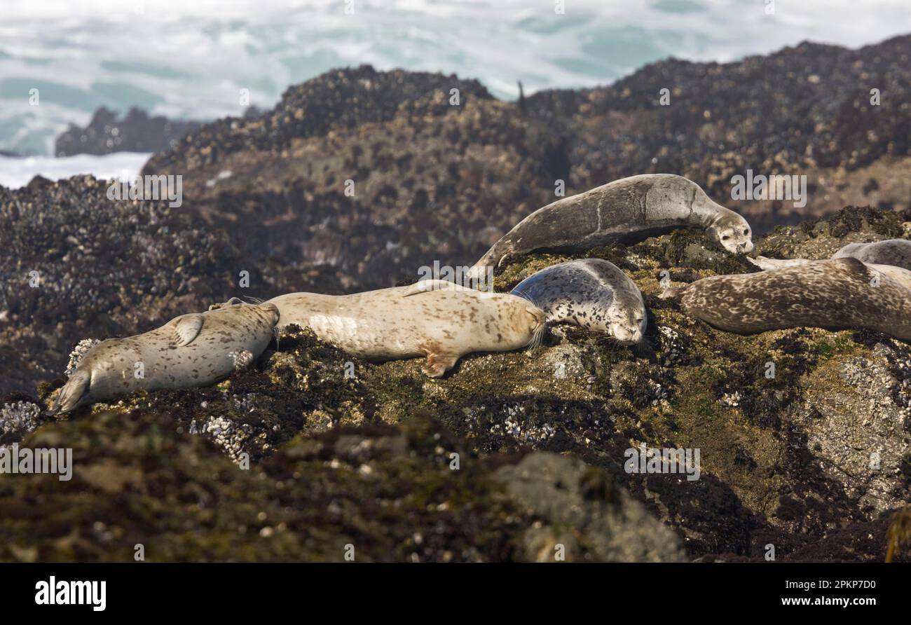 Pacific common seal, Pacific harbour seal, Pacific seals, marine ...