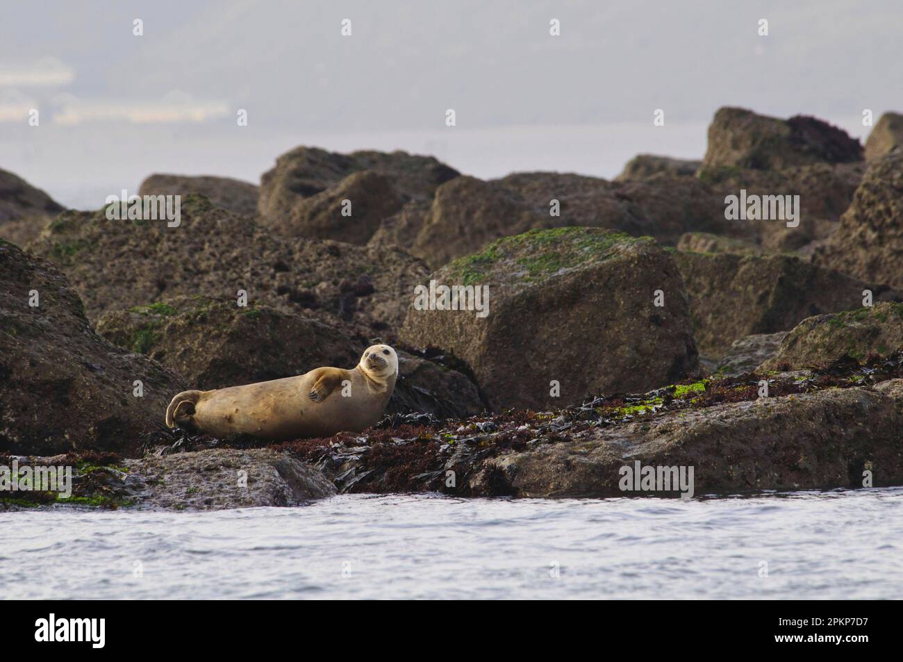 Grey seal, grey seals (Halichoerus grypus), marine mammals, predators ...