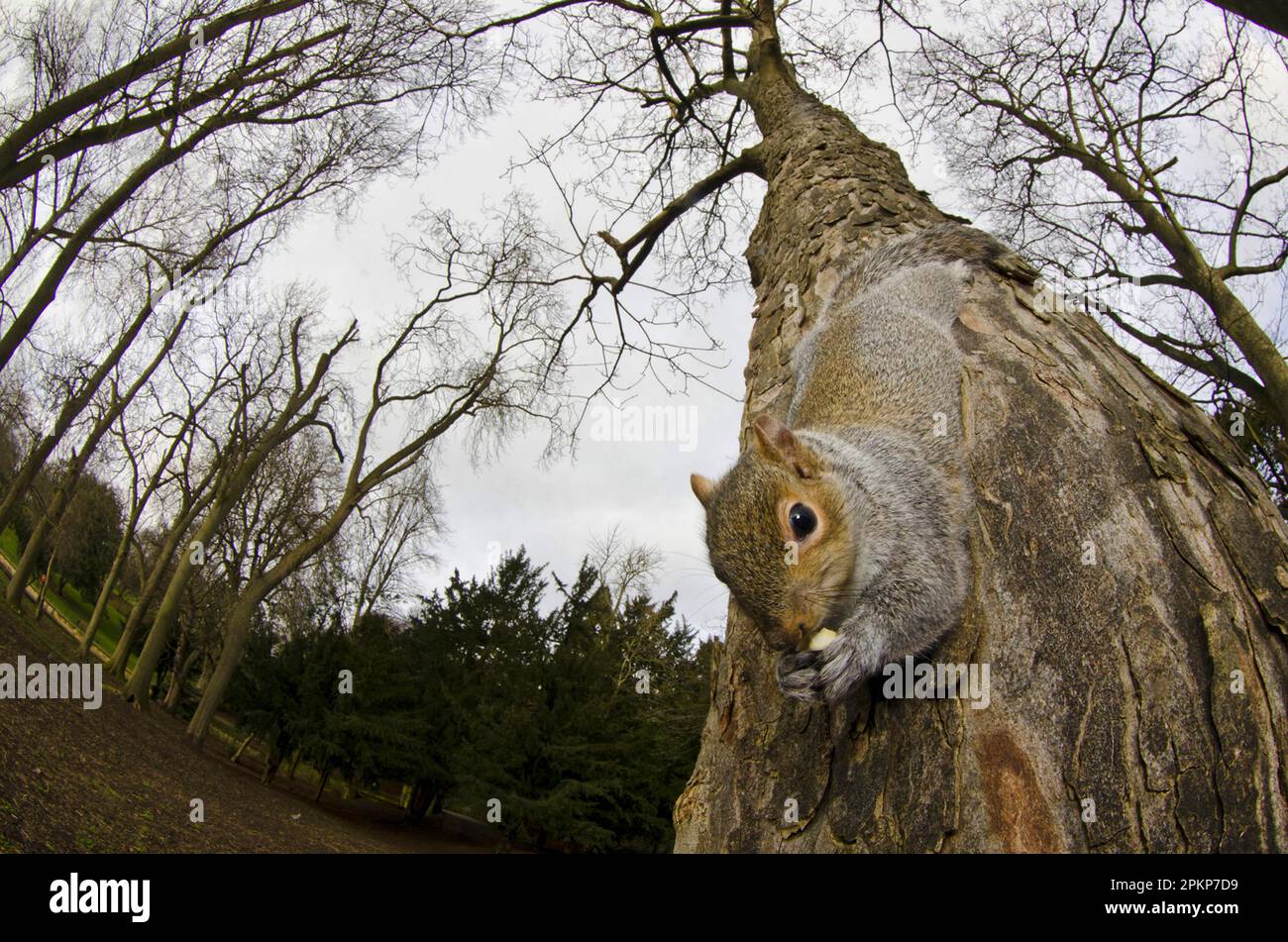 Eastern eastern gray squirrel (Sciurus carolinensis) introduced species ...