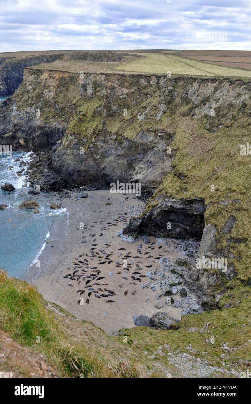 Grey seal, grey seals (Halichoerus grypus), marine mammals, predators ...