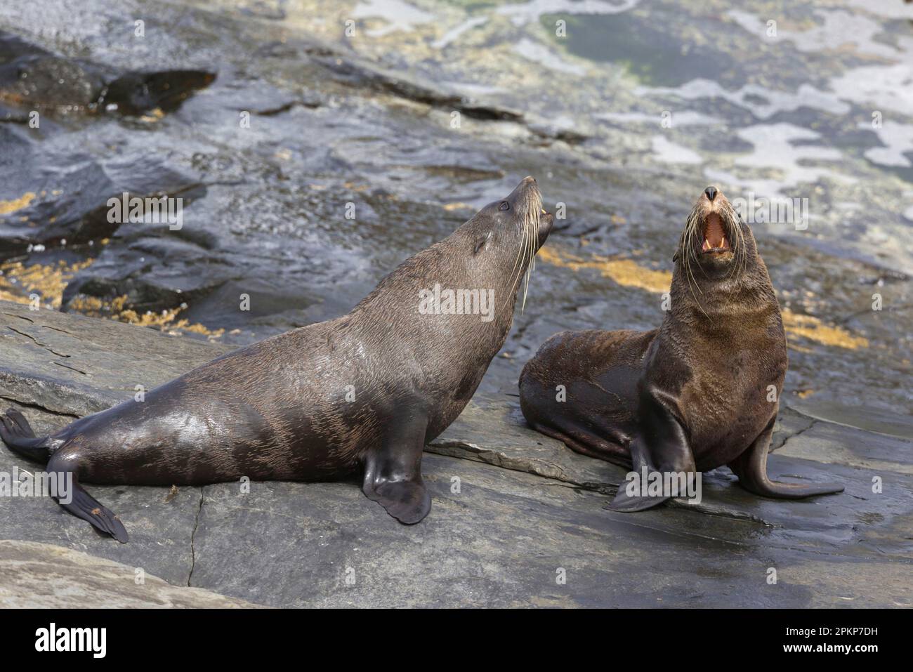 New Zealand fur seal (Arctocephalus forsteri), New Zealand fur seal ...