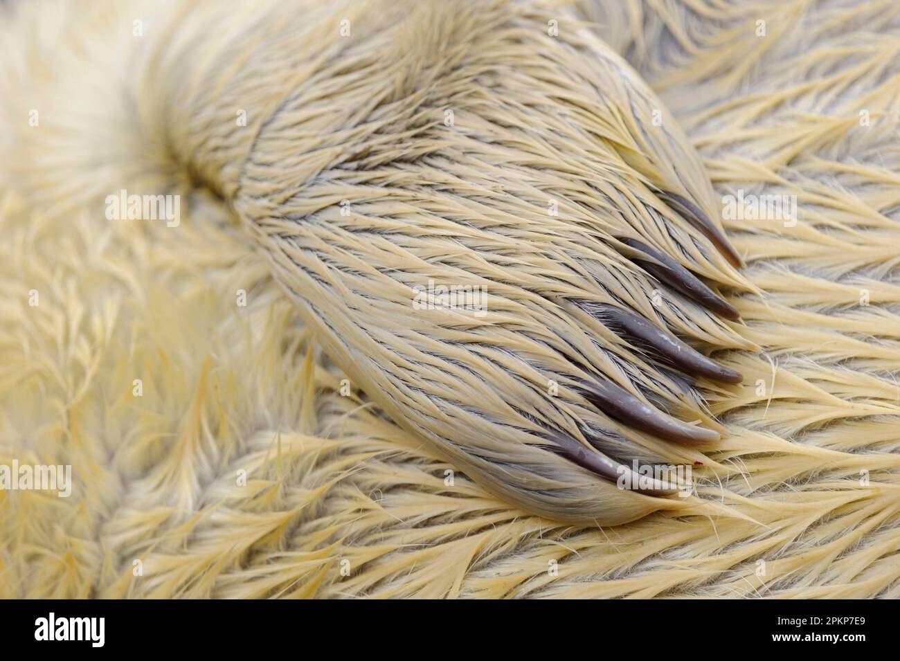 Grey seal, grey seals (Halichoerus grypus), marine mammals, predators ...