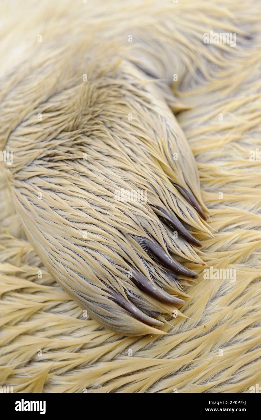 Grey seal, grey seals (Halichoerus grypus), marine mammals, predators ...