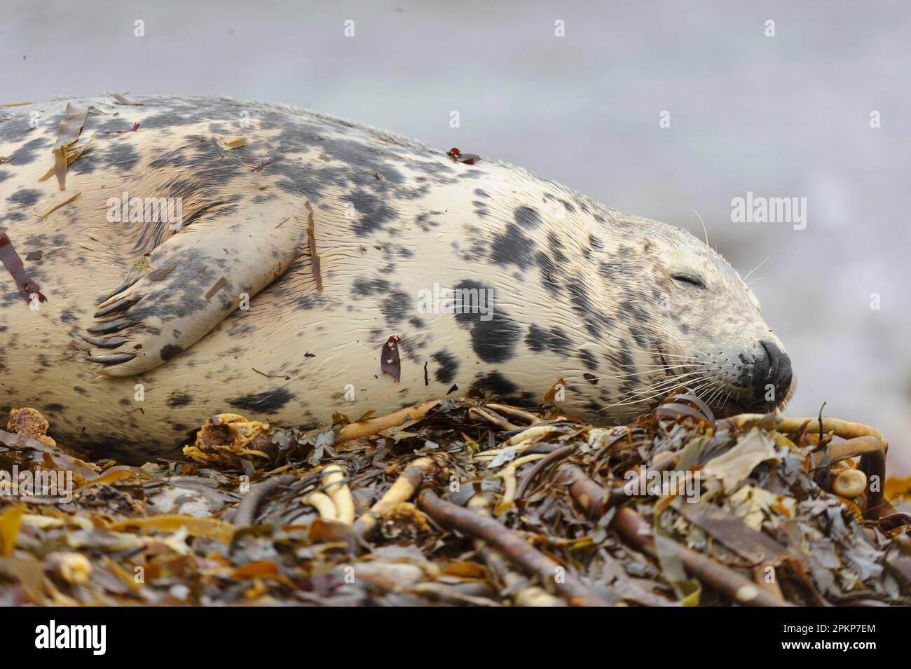 Grey seal, grey seals (Halichoerus grypus), marine mammals, predators ...