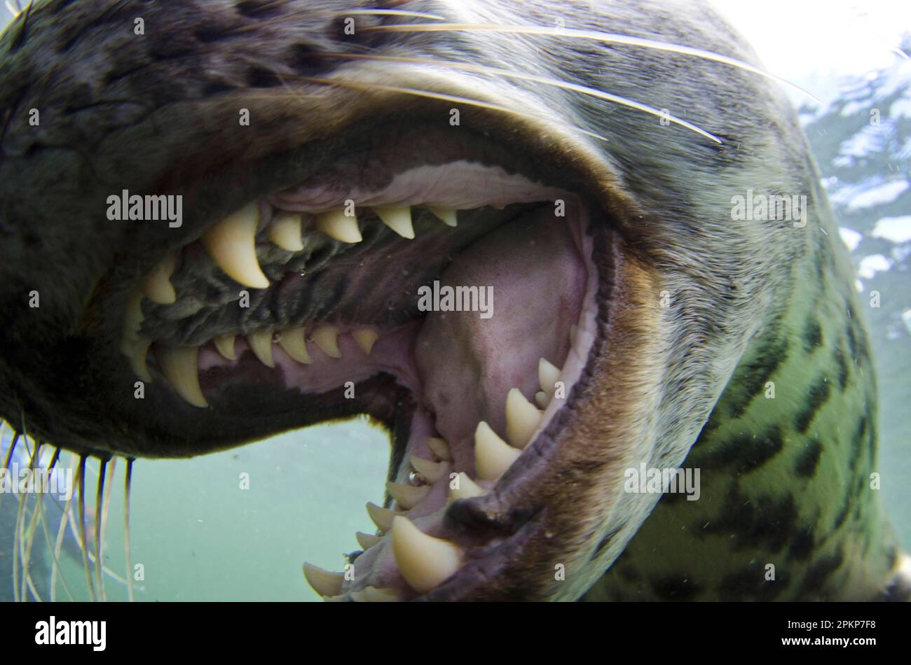 Grey seal, grey seals (Halichoerus grypus), marine mammals, predators ...