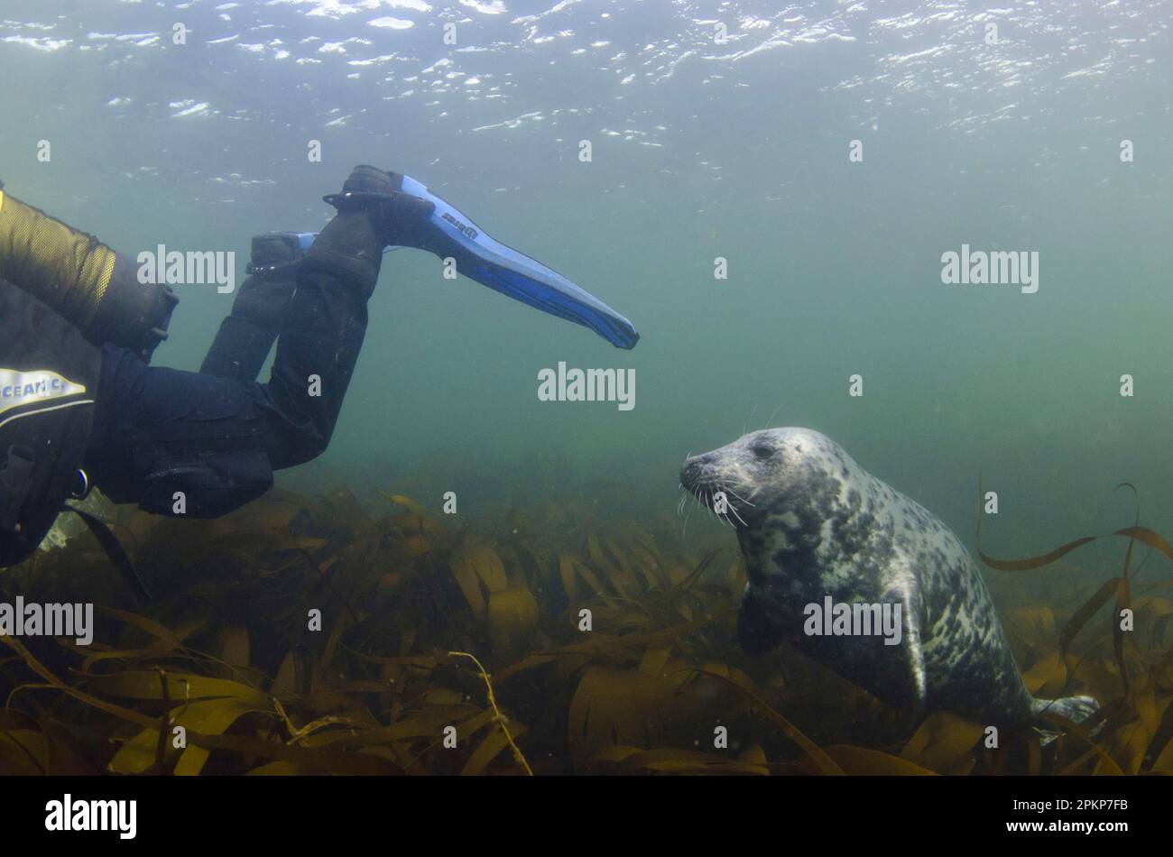 Grey seal (Halichoerus grypus) pup, 'fin nibbler', swimming underwater ...