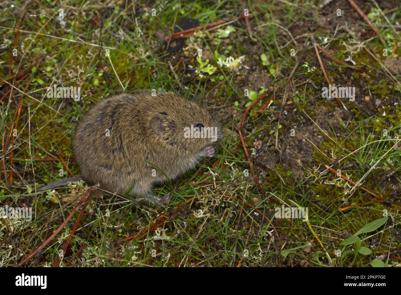Field Mouse, common voles (Microtus arvalis), Vole, voles, mice ...