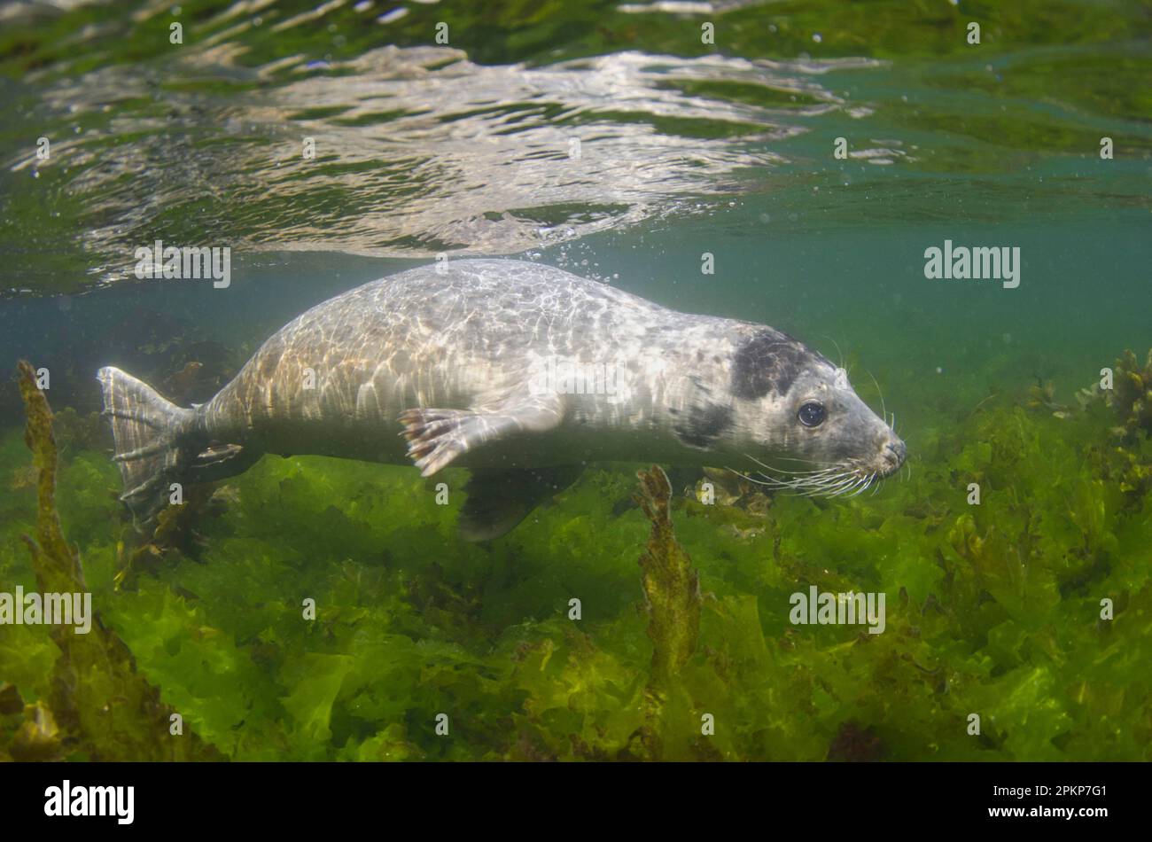 Grey seal, grey seals (Halichoerus grypus), marine mammals, predators ...