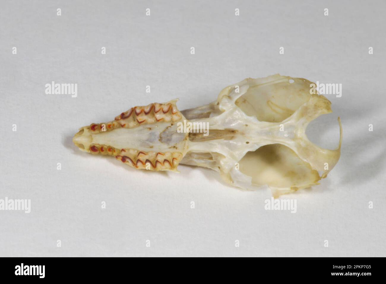 Common shrew (Sorex araneus), Forest shrews, Shrew, Shrews ...