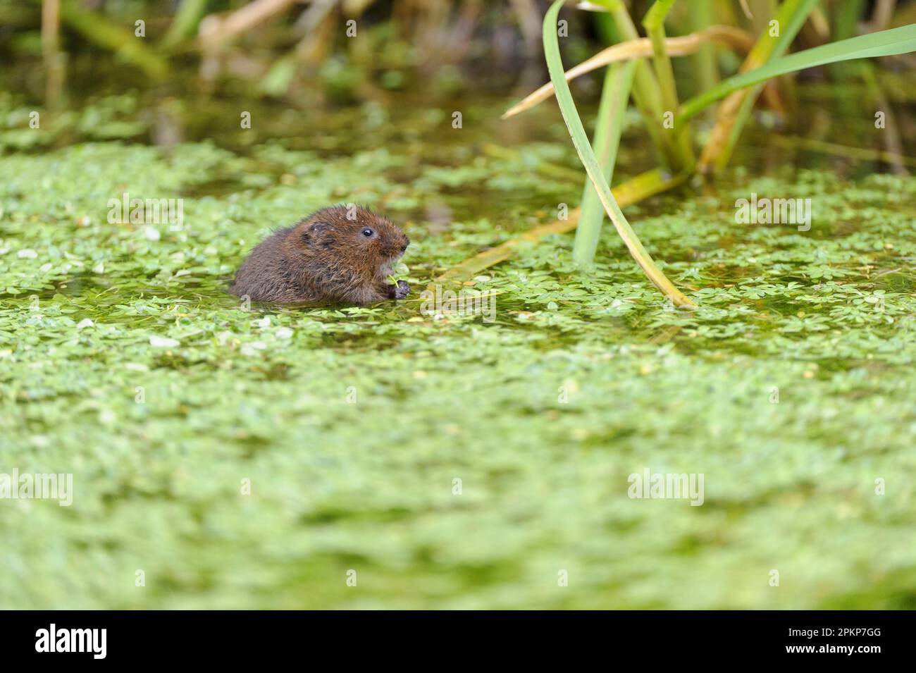 Eastern vole, Eastern vole, european water vole (Arvicola amphibius ...