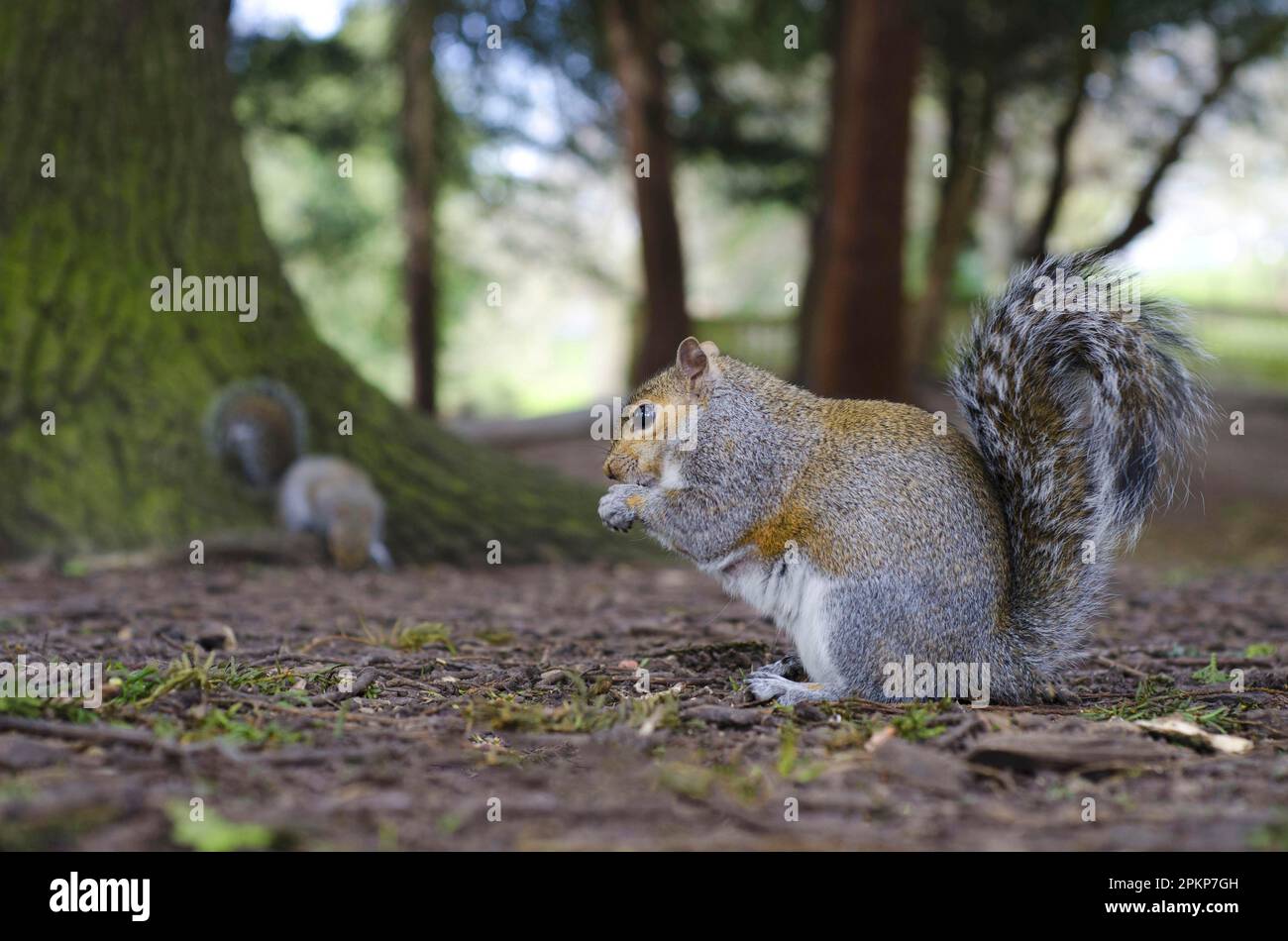 Eastern eastern gray squirrel (Sciurus carolinensis) introduced species ...