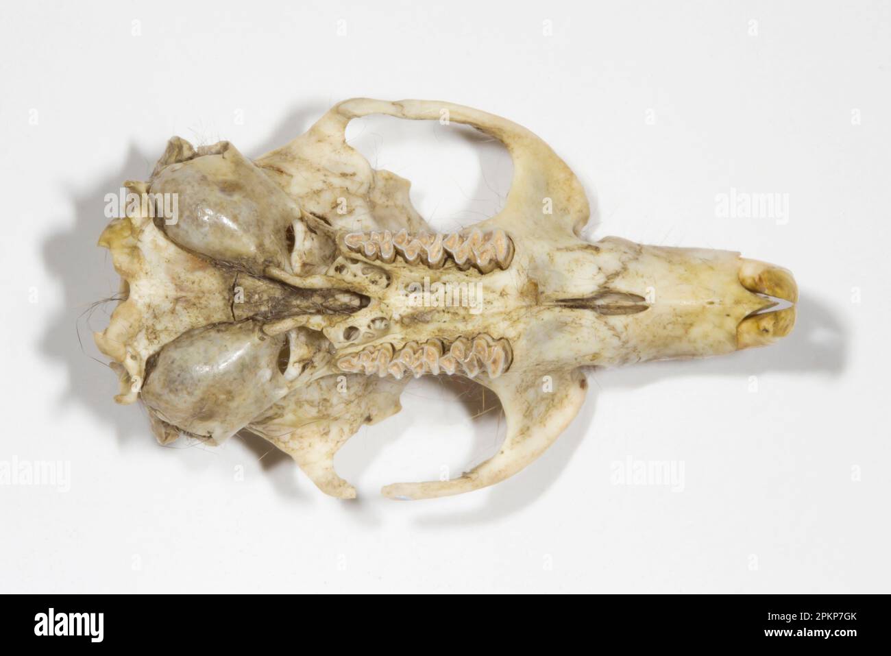 Eastern vole, Eastern vole, european water vole (Arvicola amphibius ...