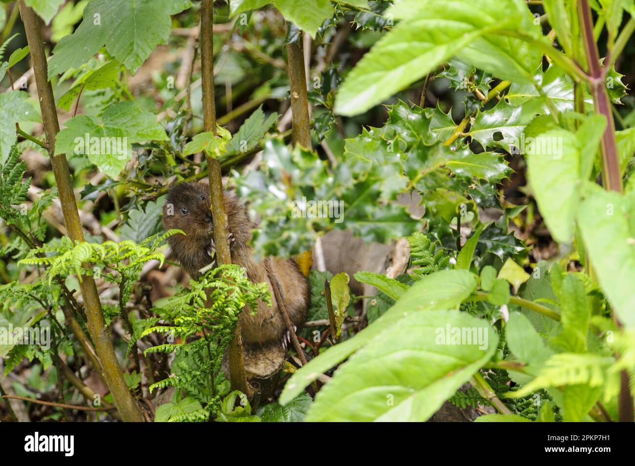Eastern vole, Eastern vole, european water vole (Arvicola amphibius ...