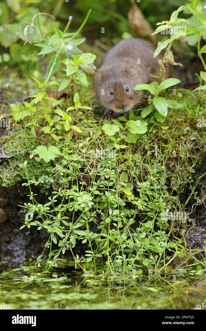 Eastern vole, Eastern vole, european water vole (Arvicola amphibius ...