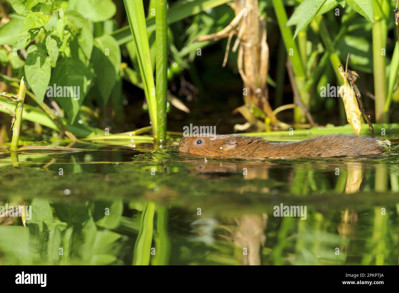 Voles water hi-res stock photography and images - Alamy