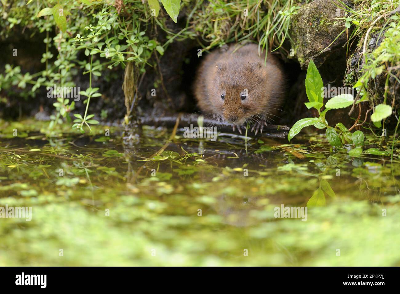 Eastern vole, Eastern vole, european water vole (Arvicola amphibius ...