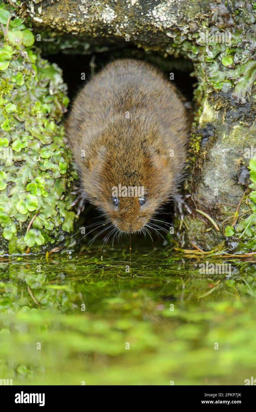 Large mouse hi-res stock photography and images - Alamy