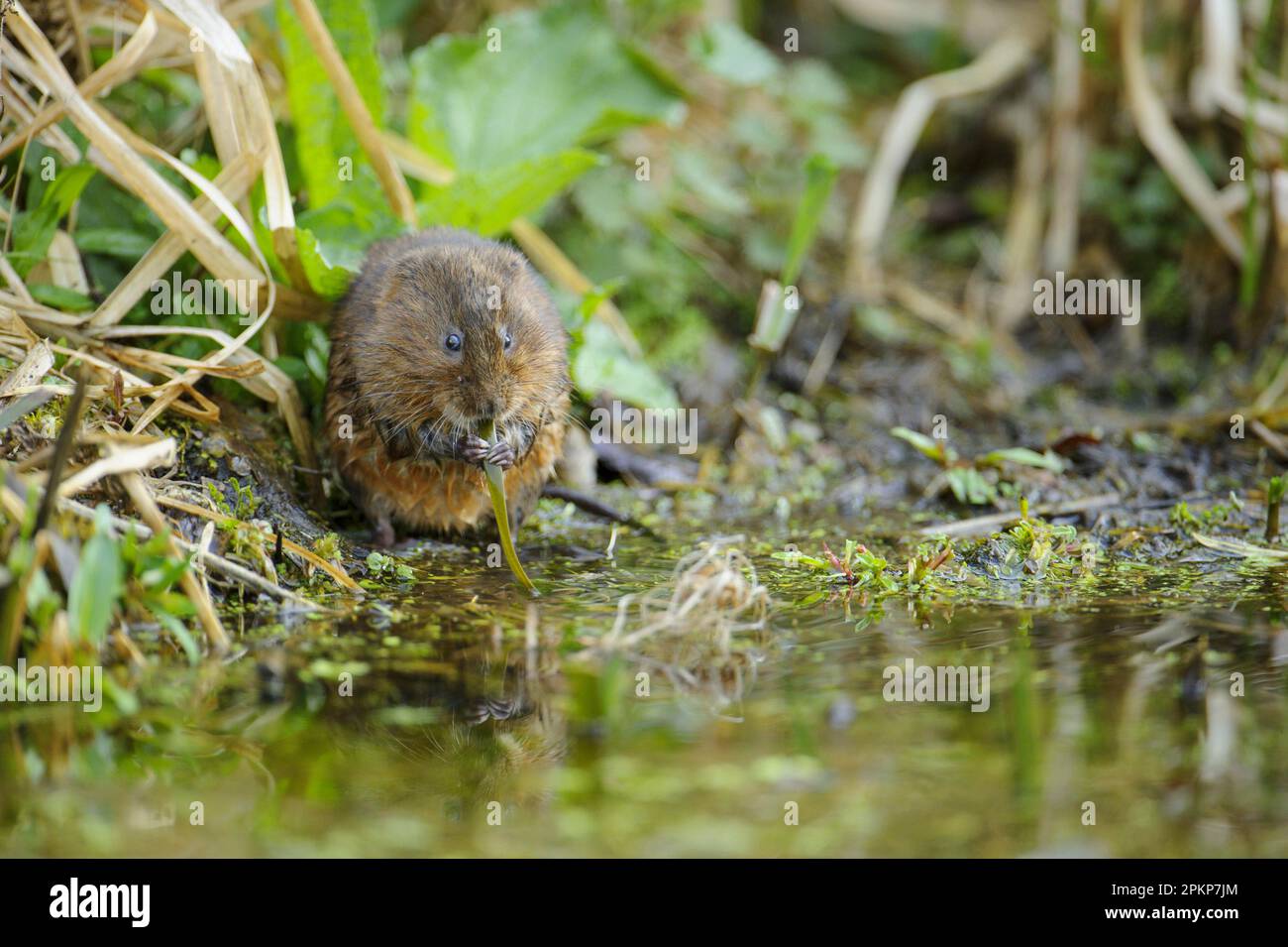Eastern vole, Eastern vole, european water vole (Arvicola amphibius ... Eastern vole, Eastern vole, european water vole (Arvicola amphibius ...