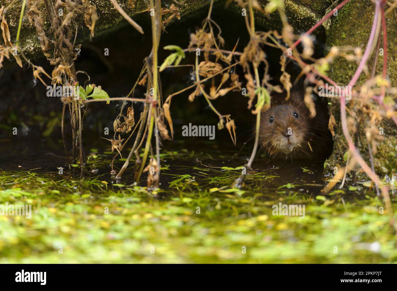 Eastern vole, Eastern vole, european water vole (Arvicola amphibius ...