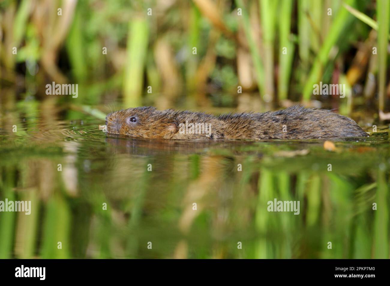 Voles water hi-res stock photography and images - Alamy