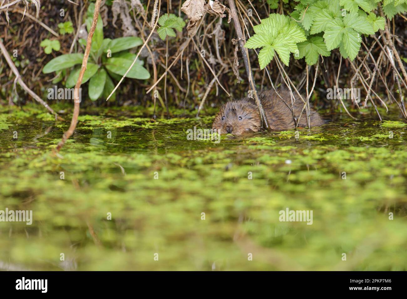 Eastern vole, Eastern vole, european water vole (Arvicola amphibius ...