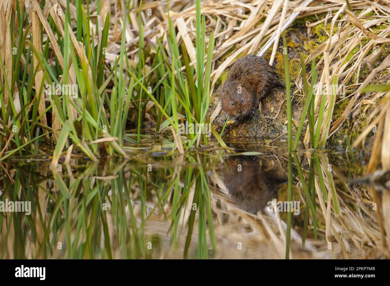 Eastern vole, Eastern vole, european water vole (Arvicola amphibius ...
