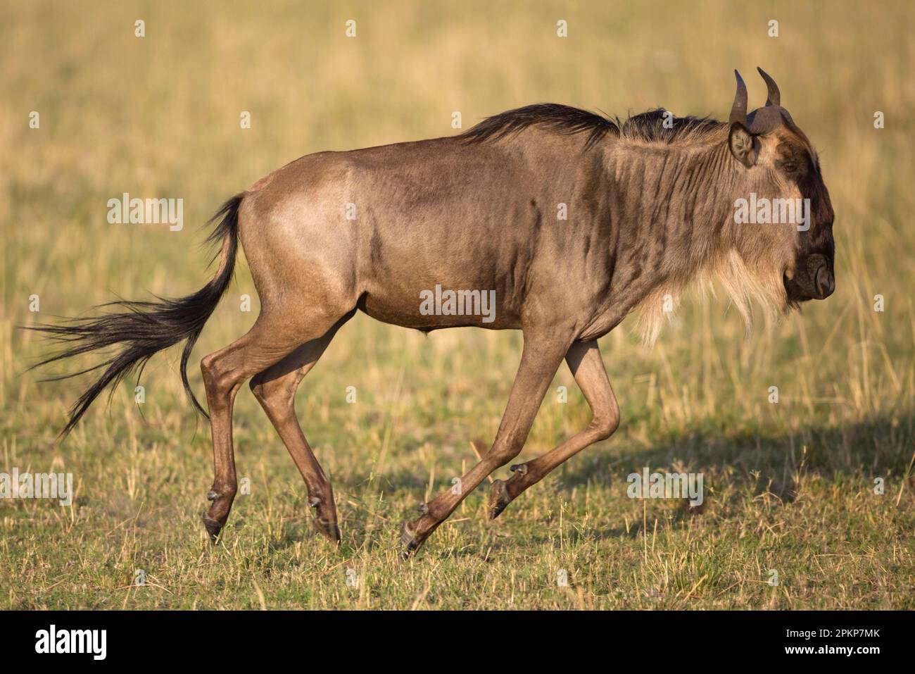 Western blue wildebeest, Western blue wildebeest, Wildebeest, ungulates ...