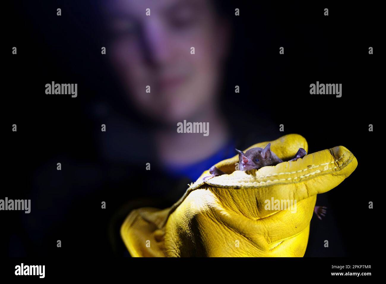 One winged hi-res stock photography and images - Alamy