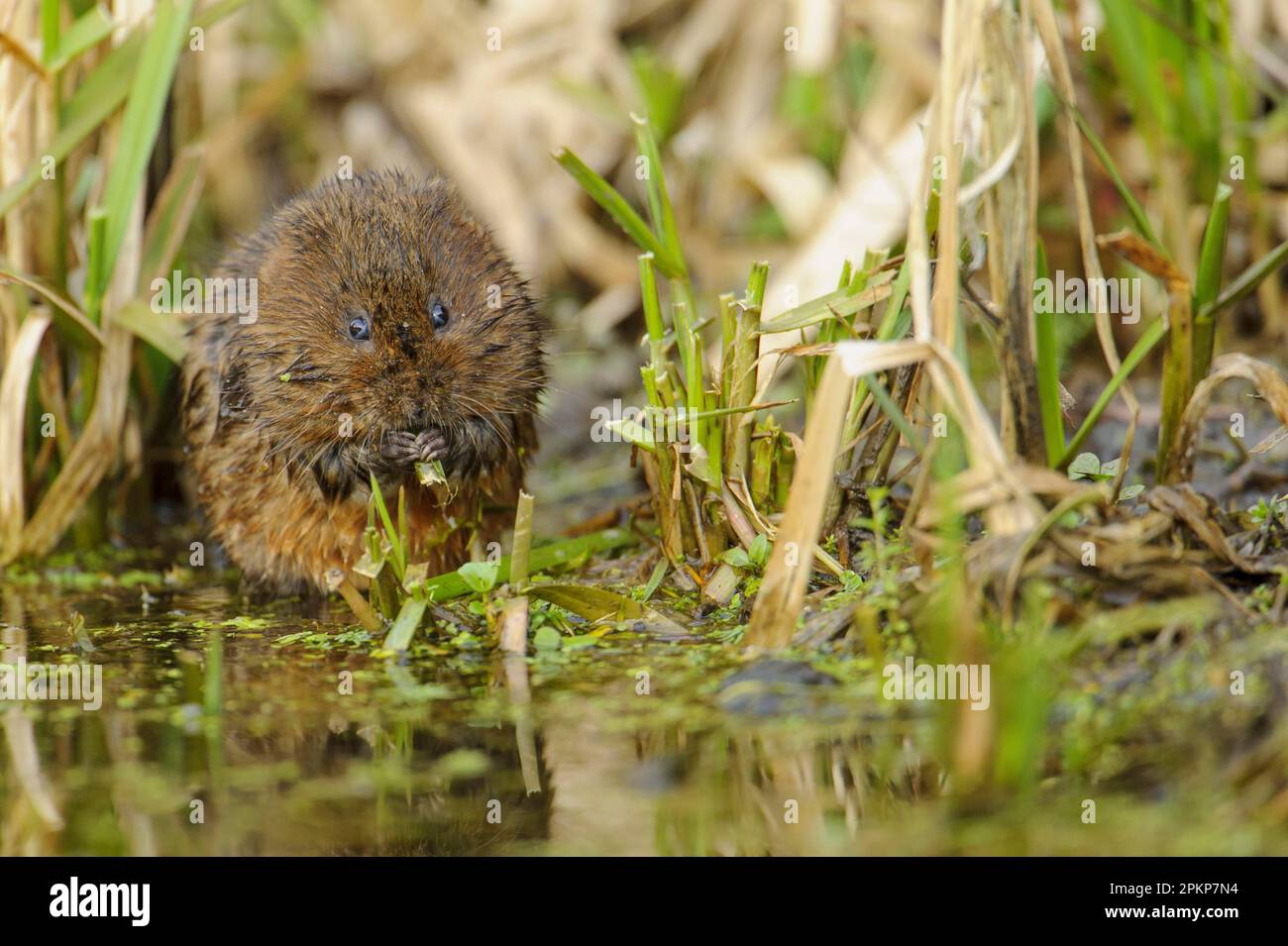 Eastern vole, Eastern vole, european water vole (Arvicola amphibius ...
