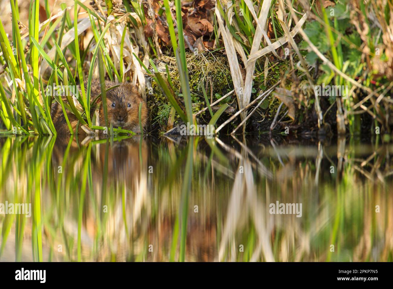 Eastern vole, Eastern vole, european water vole (Arvicola amphibius ...