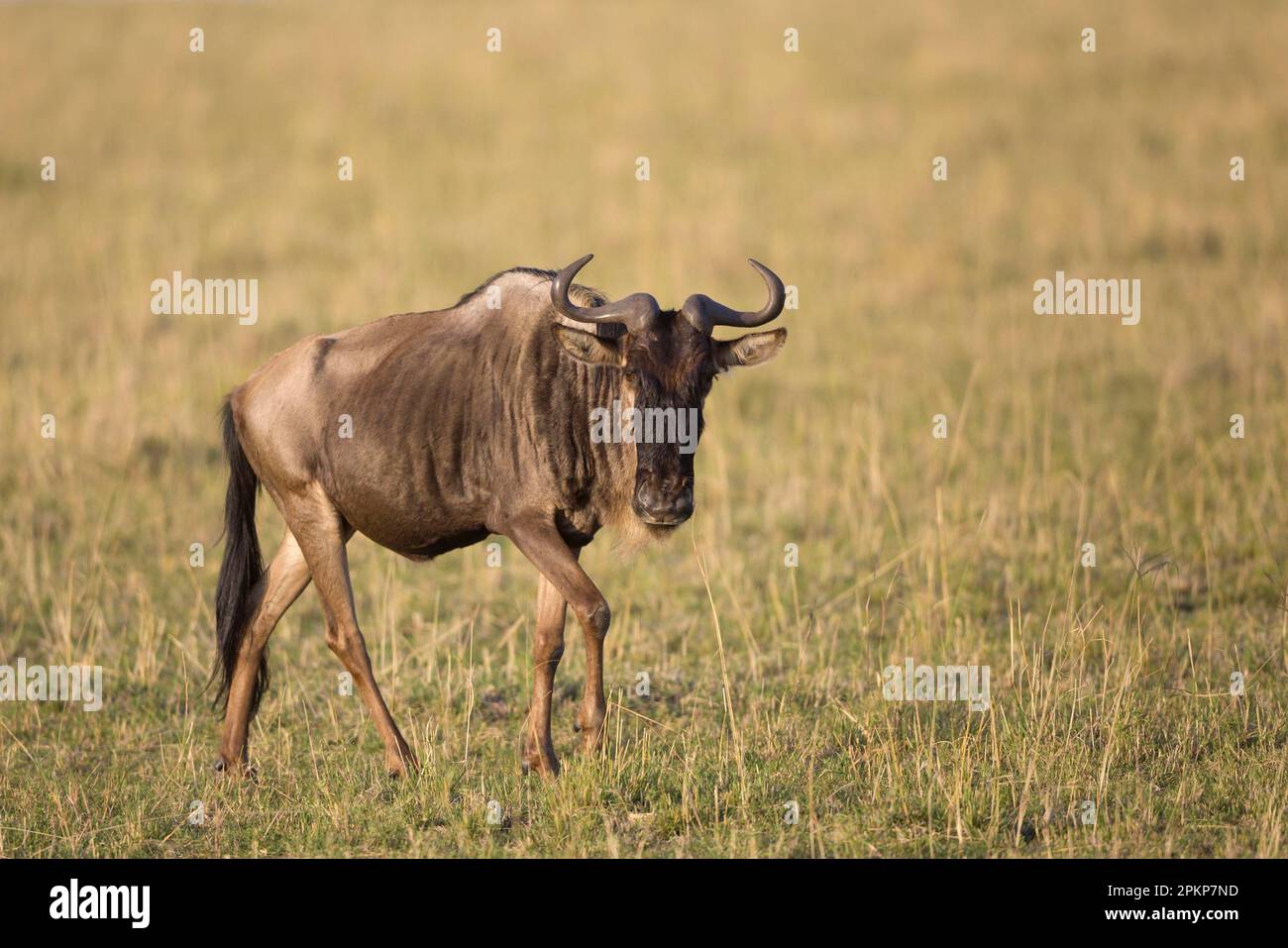 Western blue wildebeest, Western blue wildebeest, Wildebeest, ungulates ...