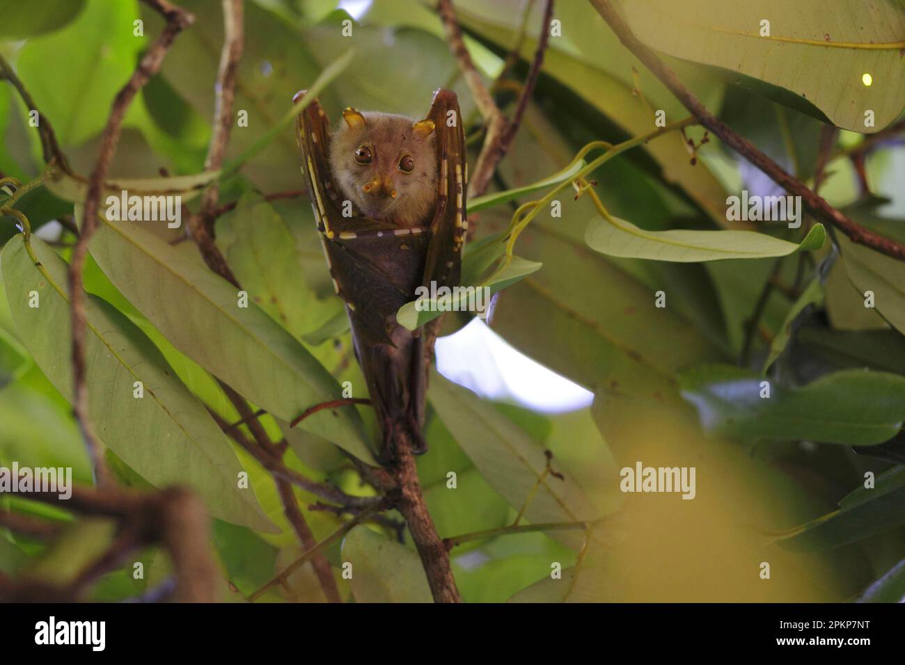 Tube-nosed Fruit Bat, Tube-nosed Fruit Bat, Bats, Mammals, Animals ...