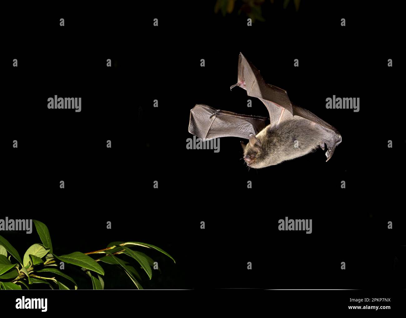 Brandt's brandt's bat (Myotis brandtii), adult, flying over Cotoneaster ...