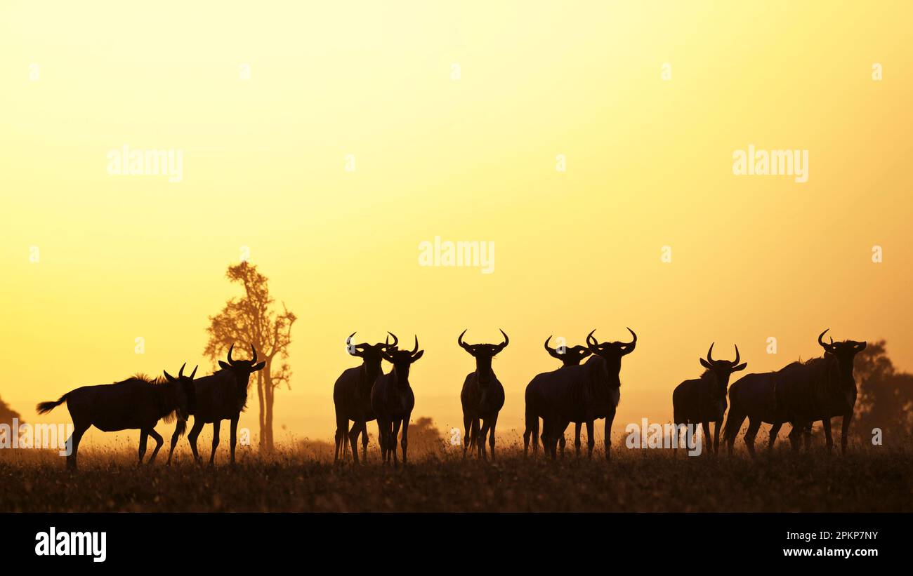 Blue wildebeest (Connochaetes taurinus), adults and juveniles ...