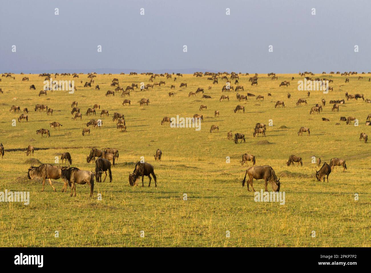 Western blue wildebeest, western blue wildebeest, wildebeest, ungulates ...